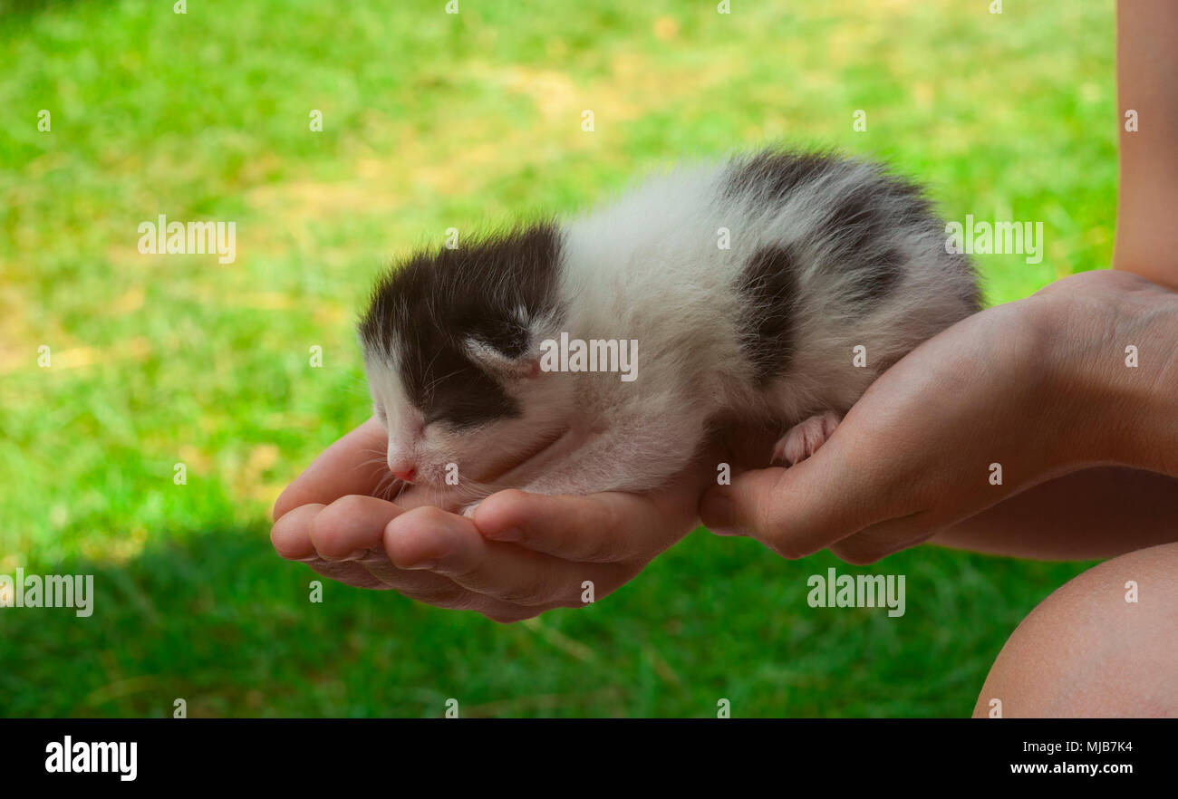 newborn baby cat in hands Stock Photo - Alamy