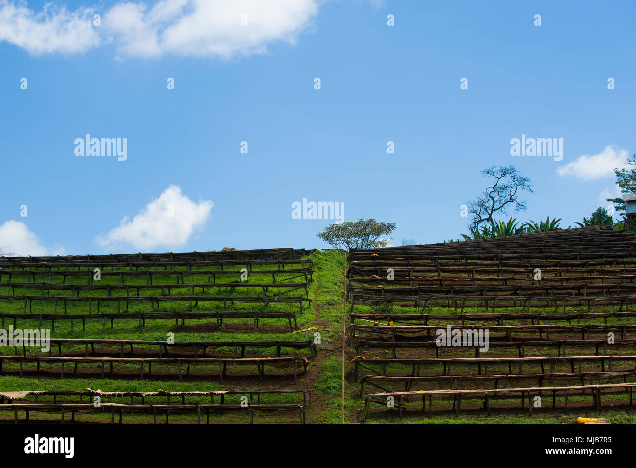 A view with coffee drying tables (african beds) at the Kelenso Mokanisa ...