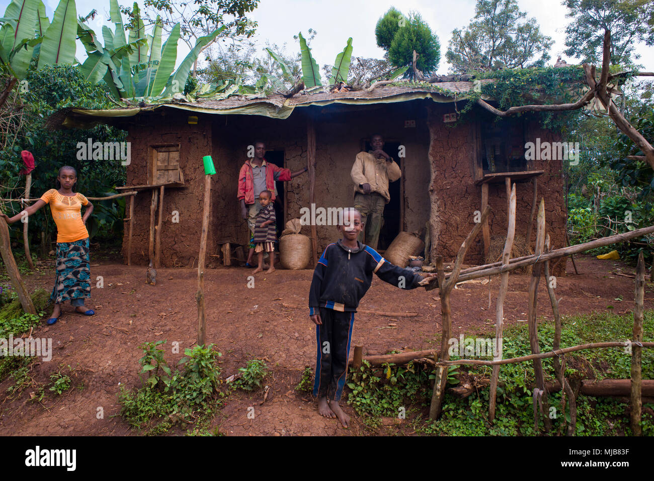 Ethiopia Coffee Farm Stock Photos & Ethiopia Coffee Farm Stock Images ...
