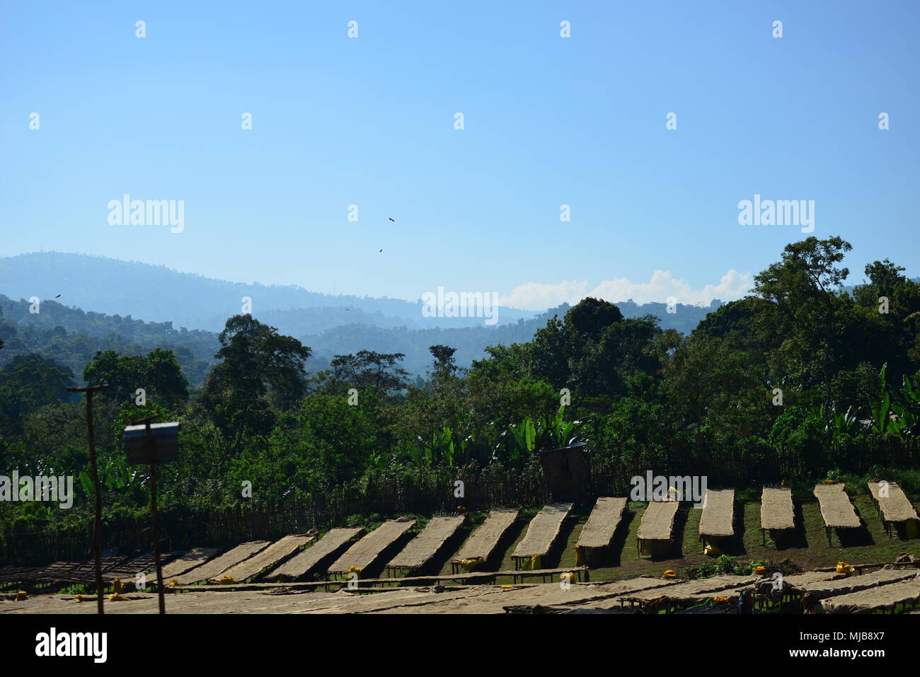 Coffee processing mill with drying tables, Yirgacheffe, Ethiopia Stock ...