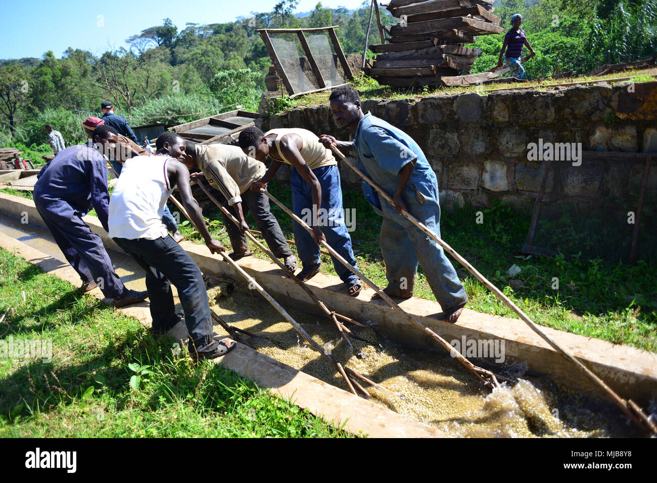 Coffee mill workers, washing coffee grains in water channel, near ...