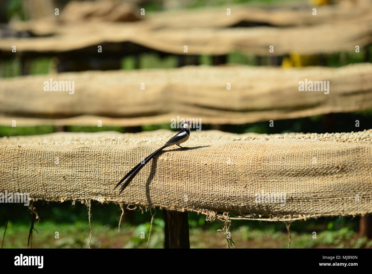 Long tailed bird at the coffee drying table, covered with sack canvas ...