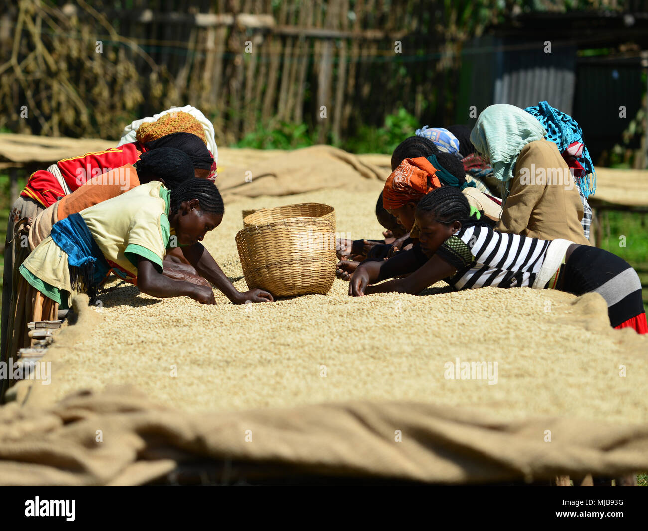 Hand sorting hi-res stock photography and images - Alamy