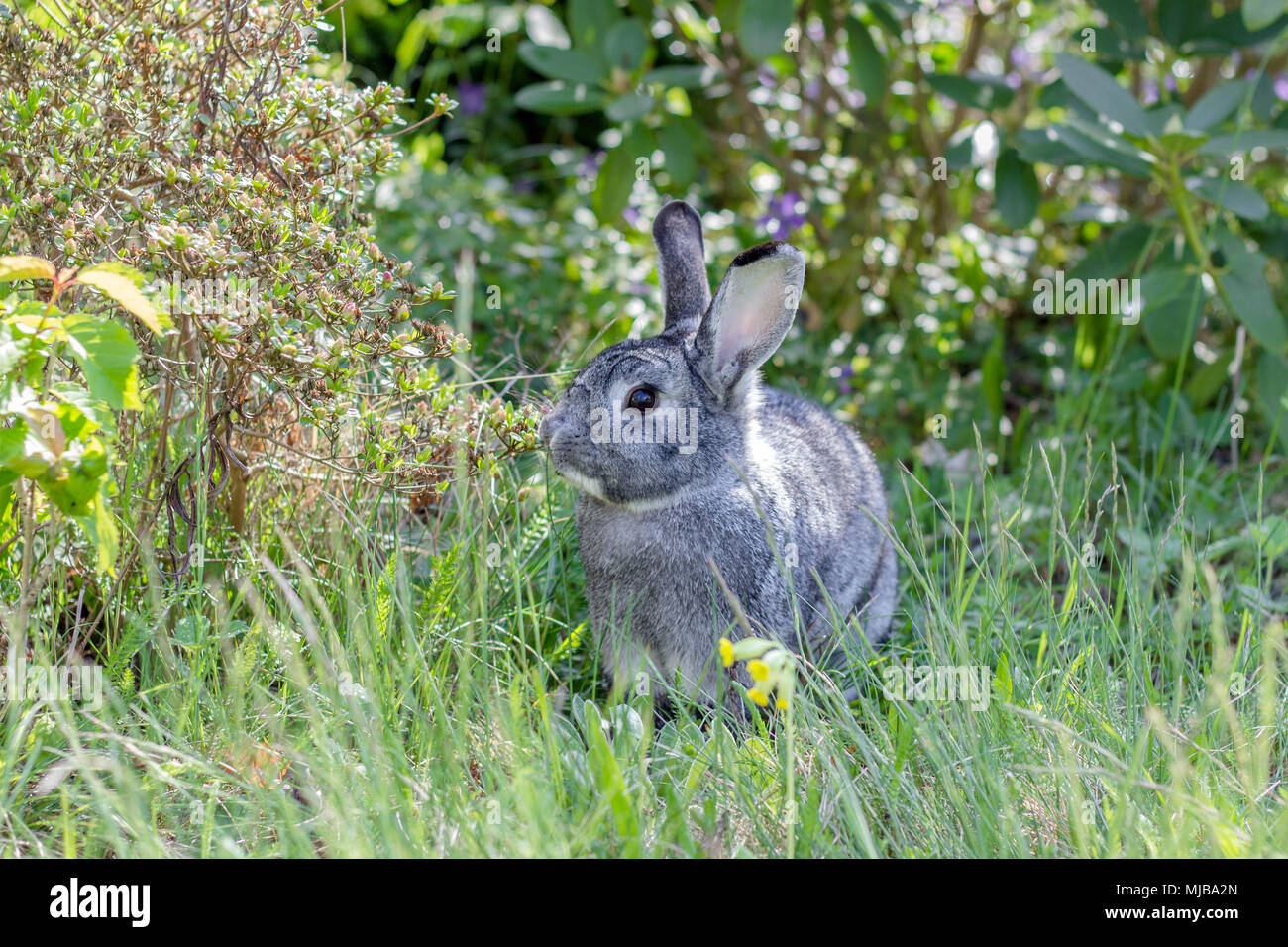 Pet rabbit outdoor hi-res stock photography and images - Alamy