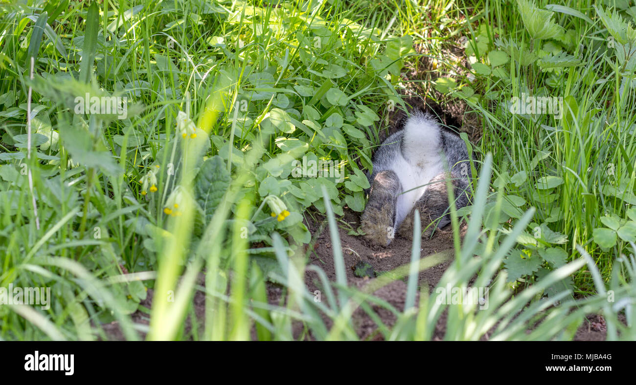 Rabbit burrow hi-res stock photography and images - Alamy