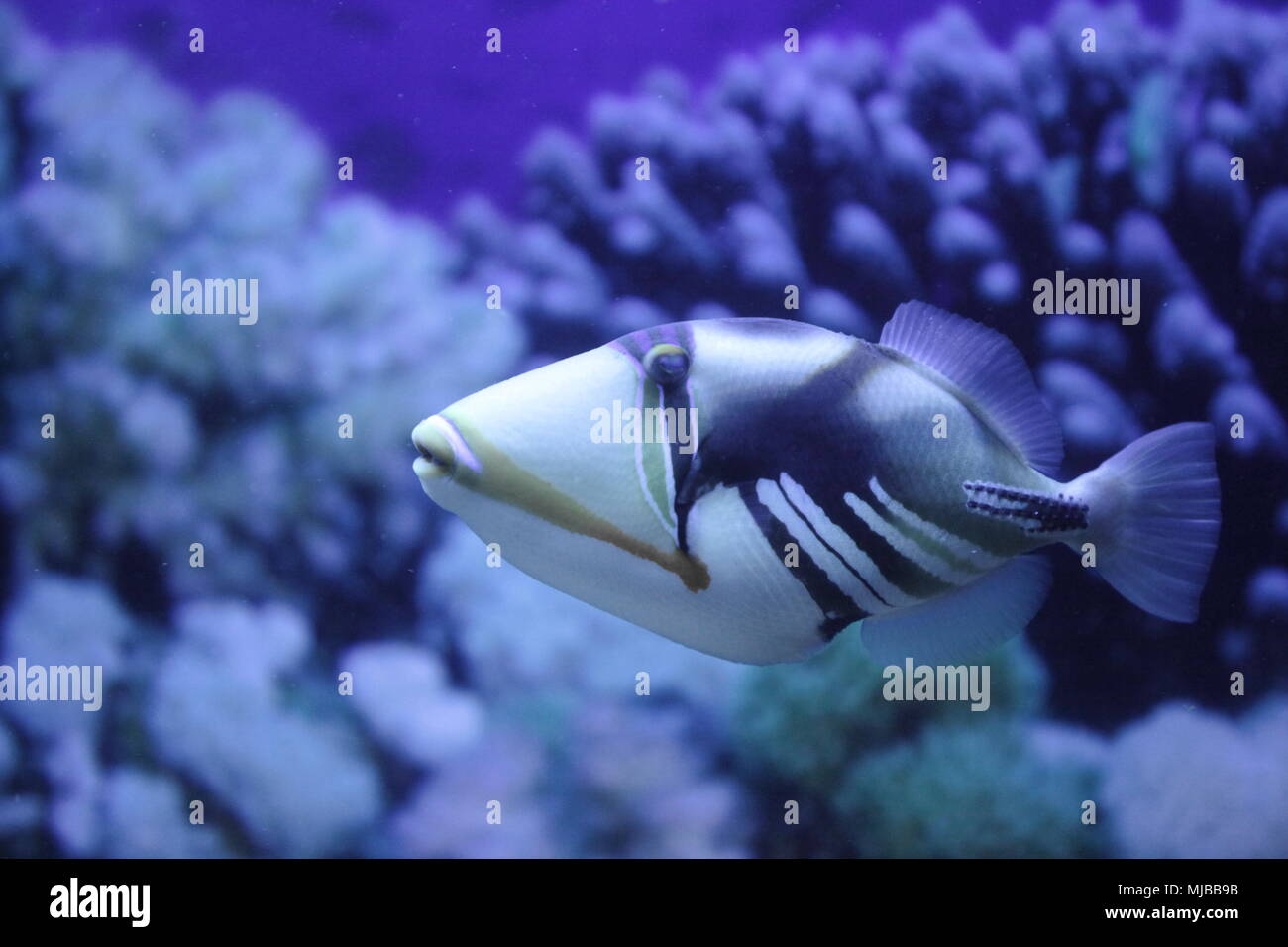 Picasso fish hi-res stock photography and images - Alamy