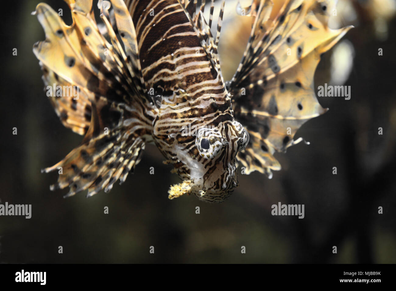Lionfish side hi-res stock photography and images - Alamy