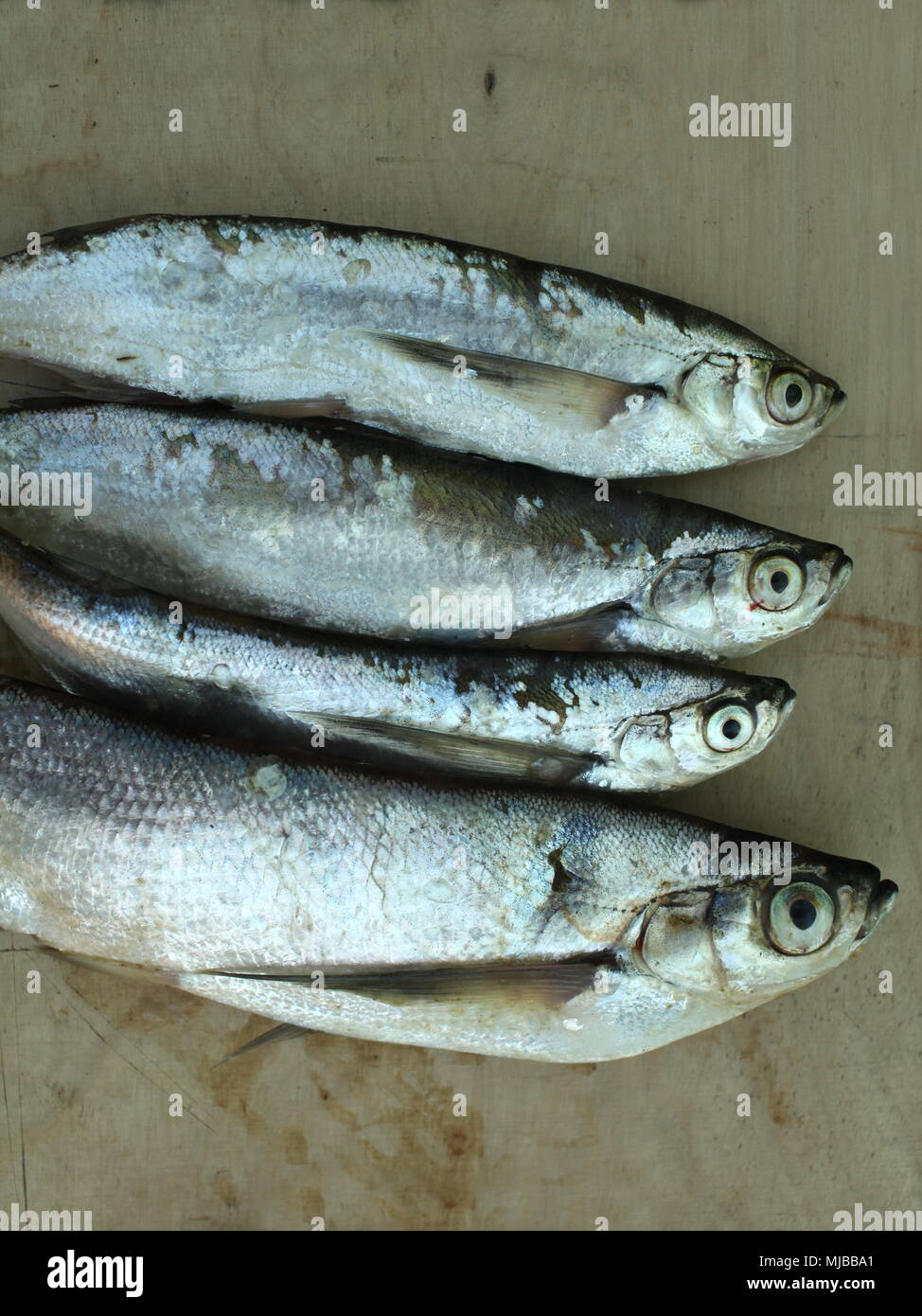 Sabrefish hi-res stock photography and images - Alamy