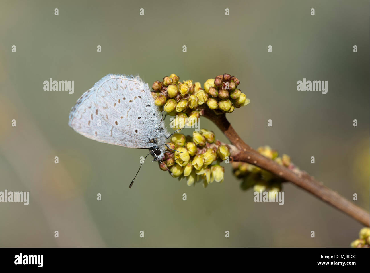 Celastrina echo hi-res stock photography and images - Alamy