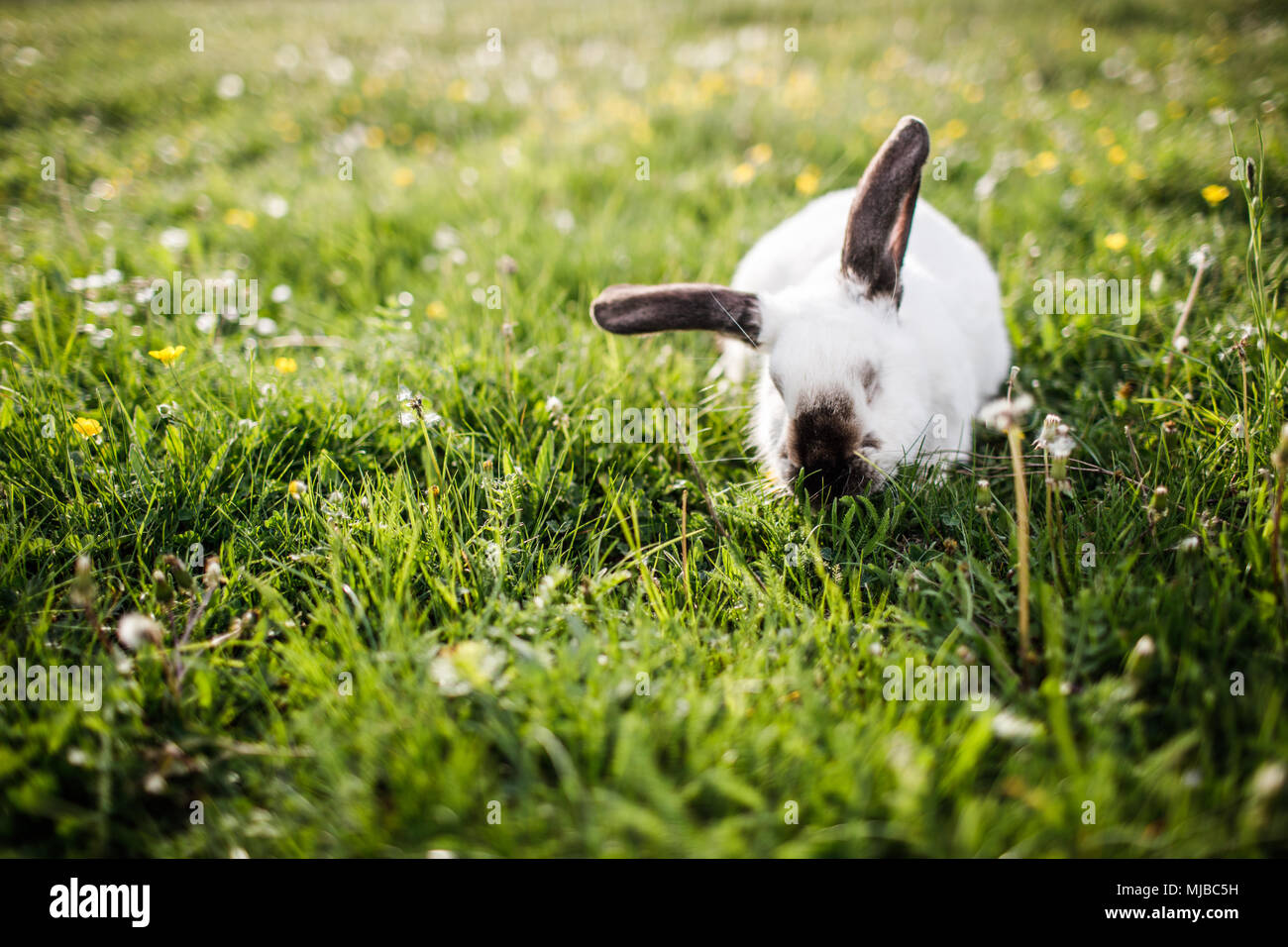 Happy rabbits on meadow hi-res stock photography and images - Alamy