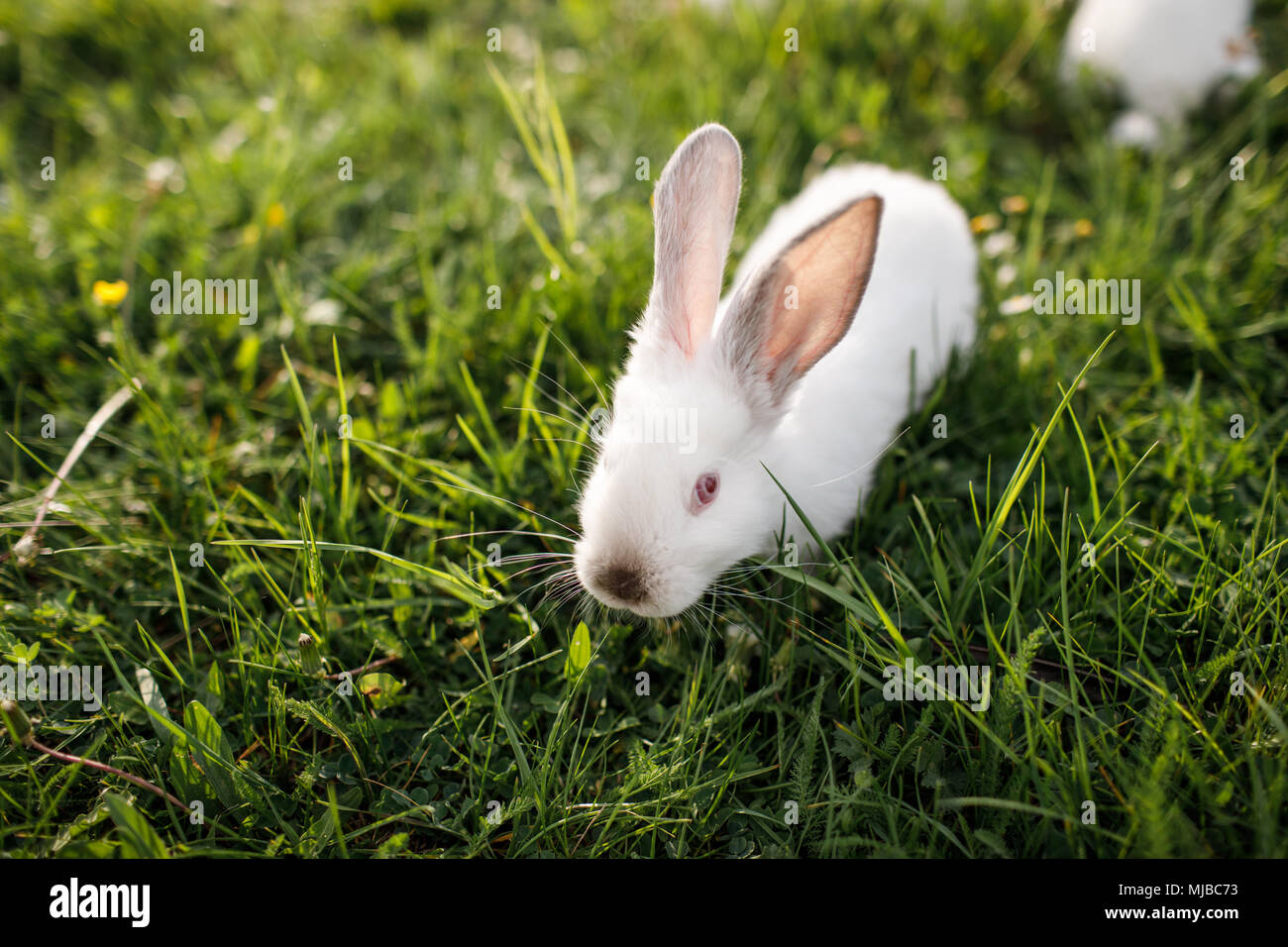 Small summer animals hi-res stock photography and images - Alamy