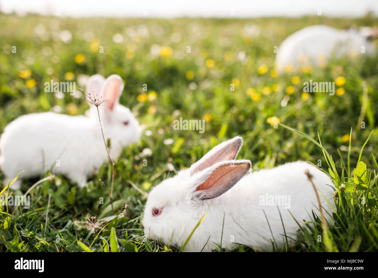 white rabbit on a grass background Stock Photo - Alamy