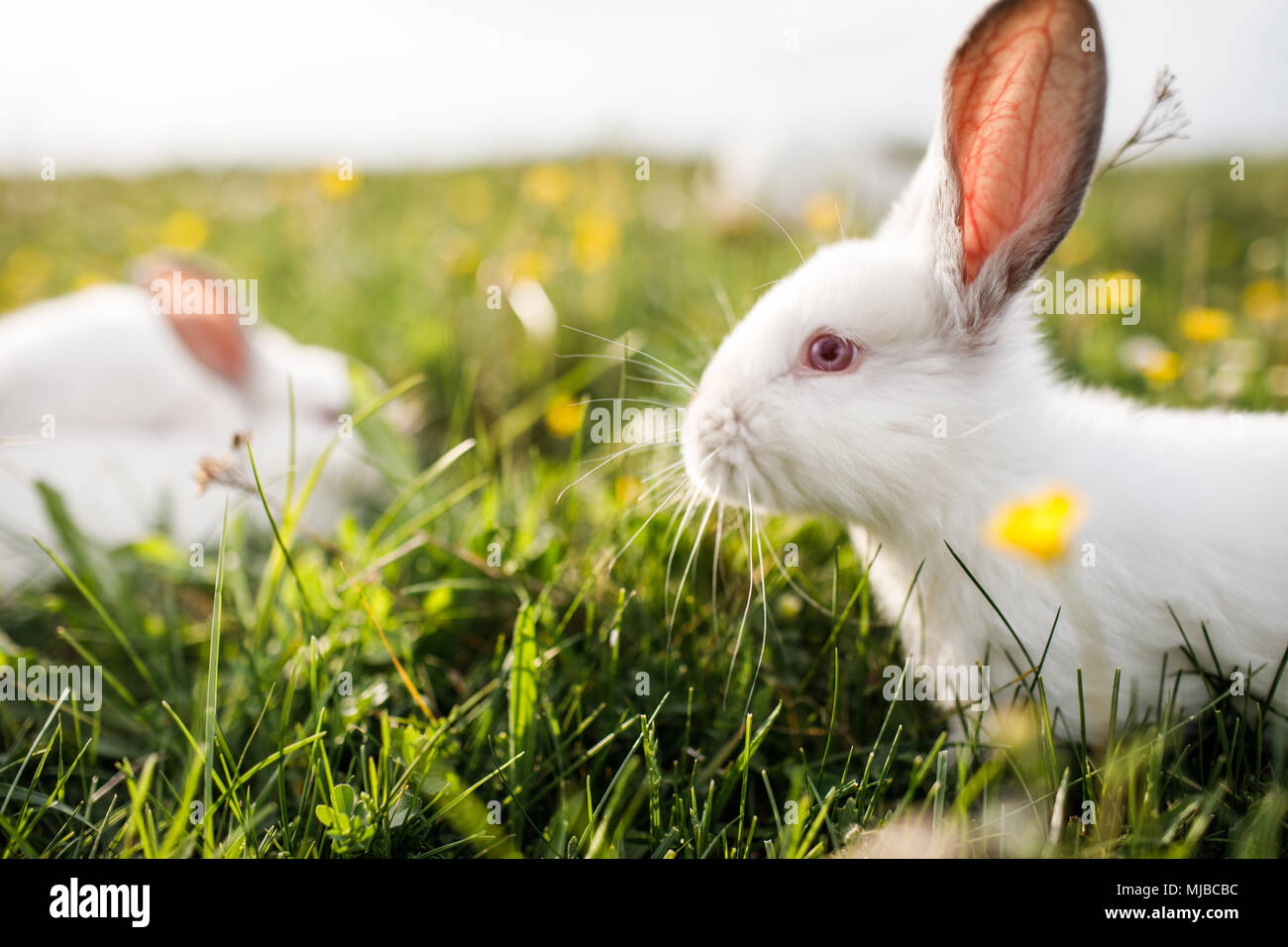 Albino baby hi-res stock photography and images - Alamy