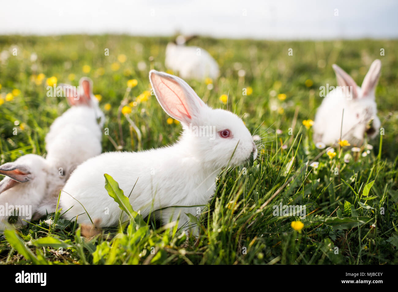 white rabbit on a grass background Stock Photo - Alamy