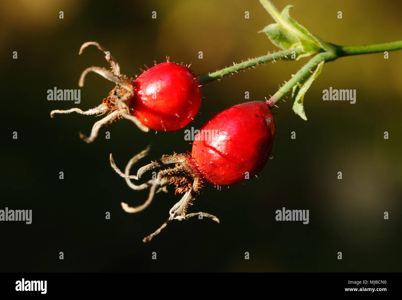 Two ripe red rose hips on a branch Stock Photo - Alamy