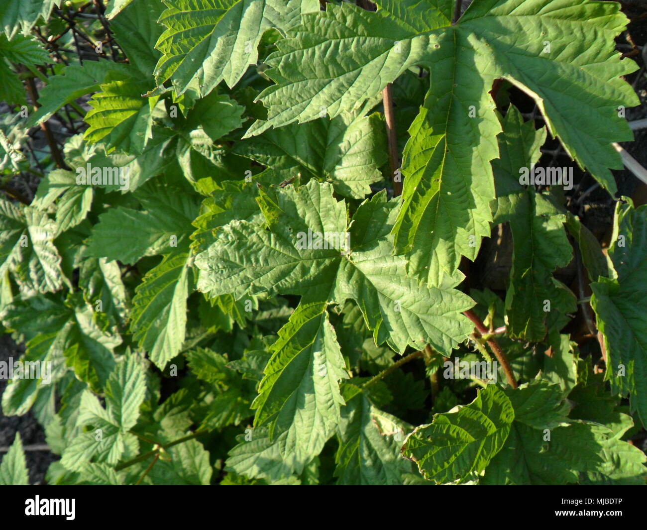 Hop leaf hi-res stock photography and images - Alamy