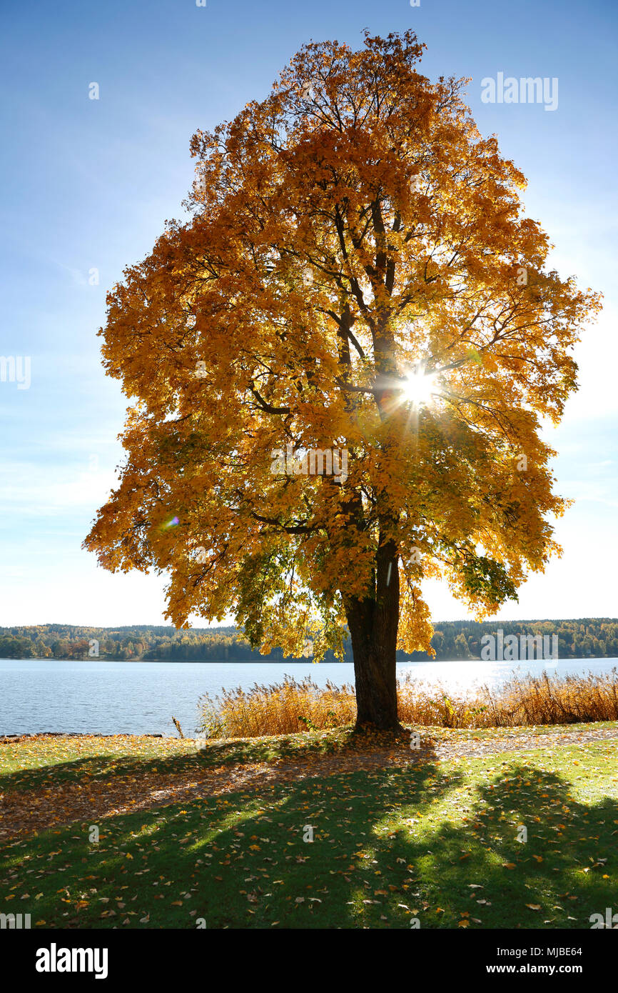 A Maple tree in autumn colors Stock Photo - Alamy