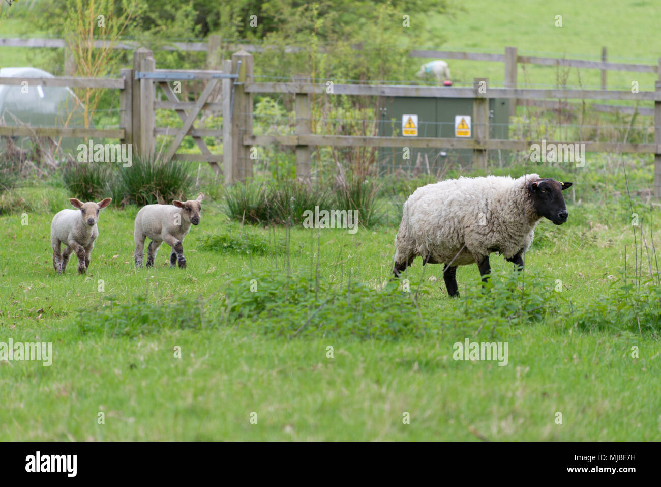 pair of lambs following their mother through field with dangerous ...