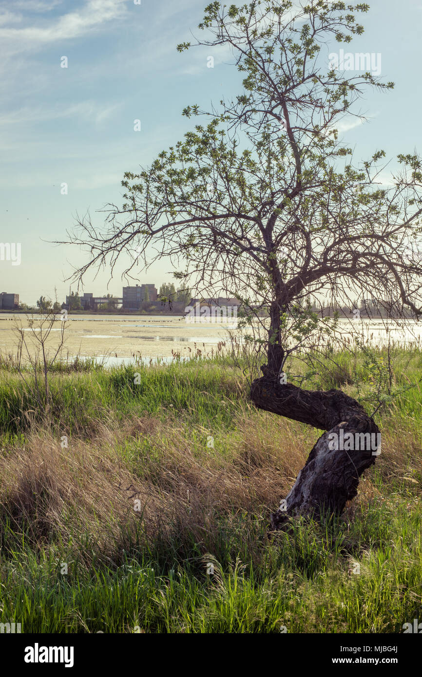 One dry snag hi-res stock photography and images - Alamy
