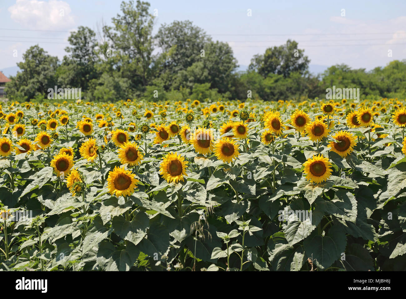 Big Field of Sunflowers Crop Stock Photo - Alamy