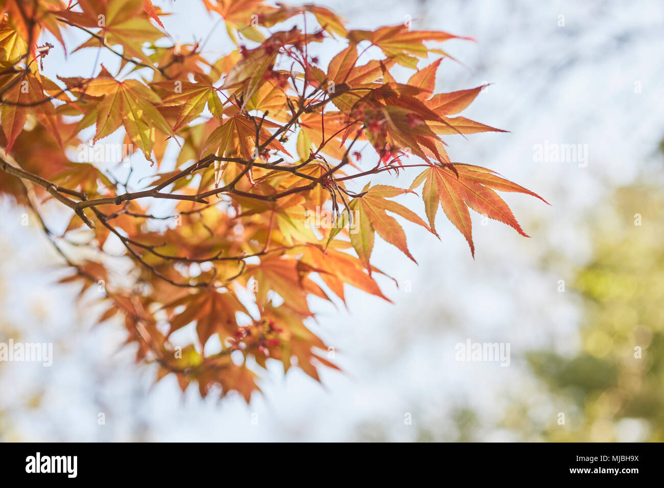 Japanese maple acer palmatum momiji hi-res stock photography and images ...