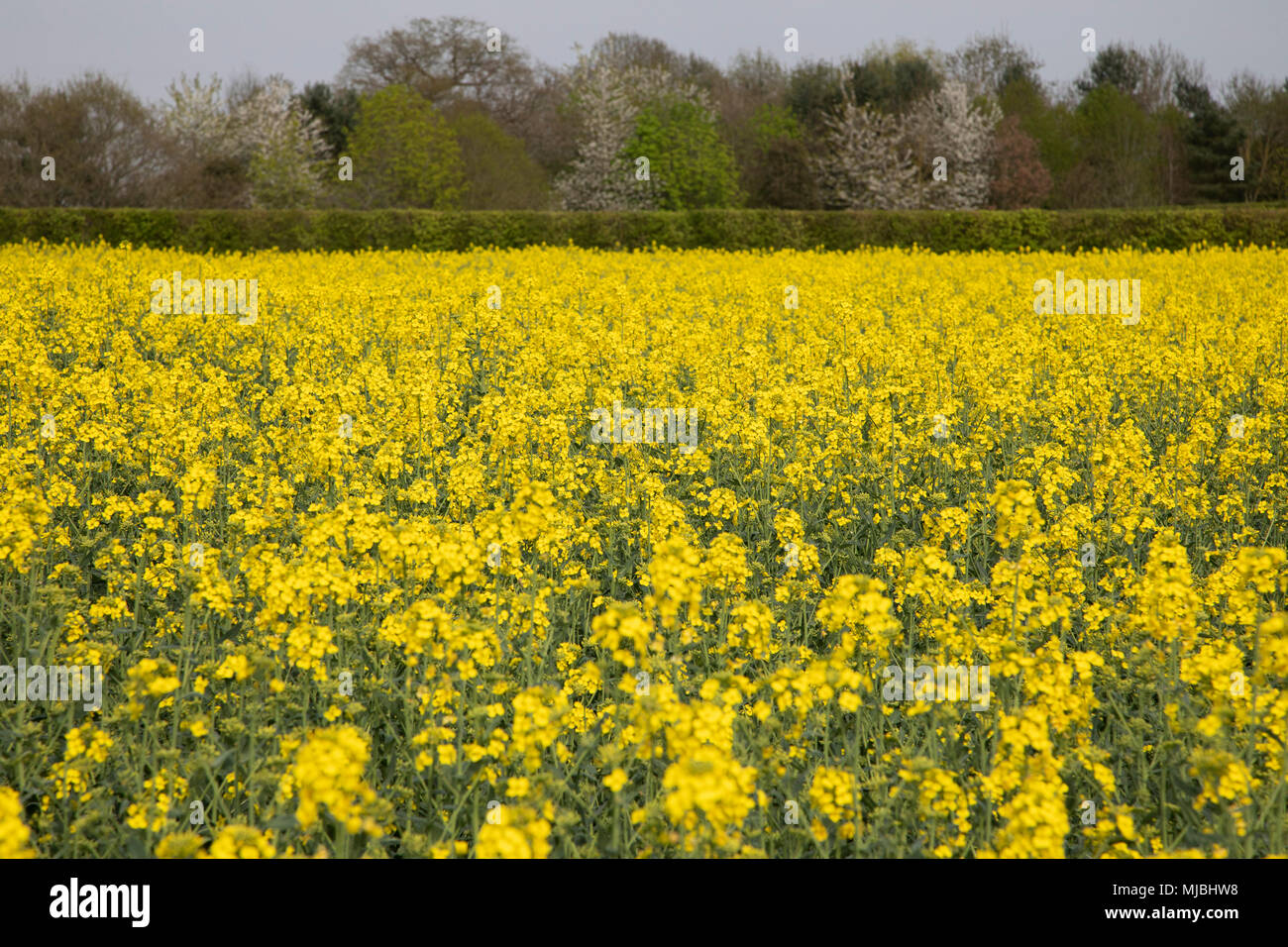 Oil Seed Rape crops flowering in fields near Shipbourne, England ...