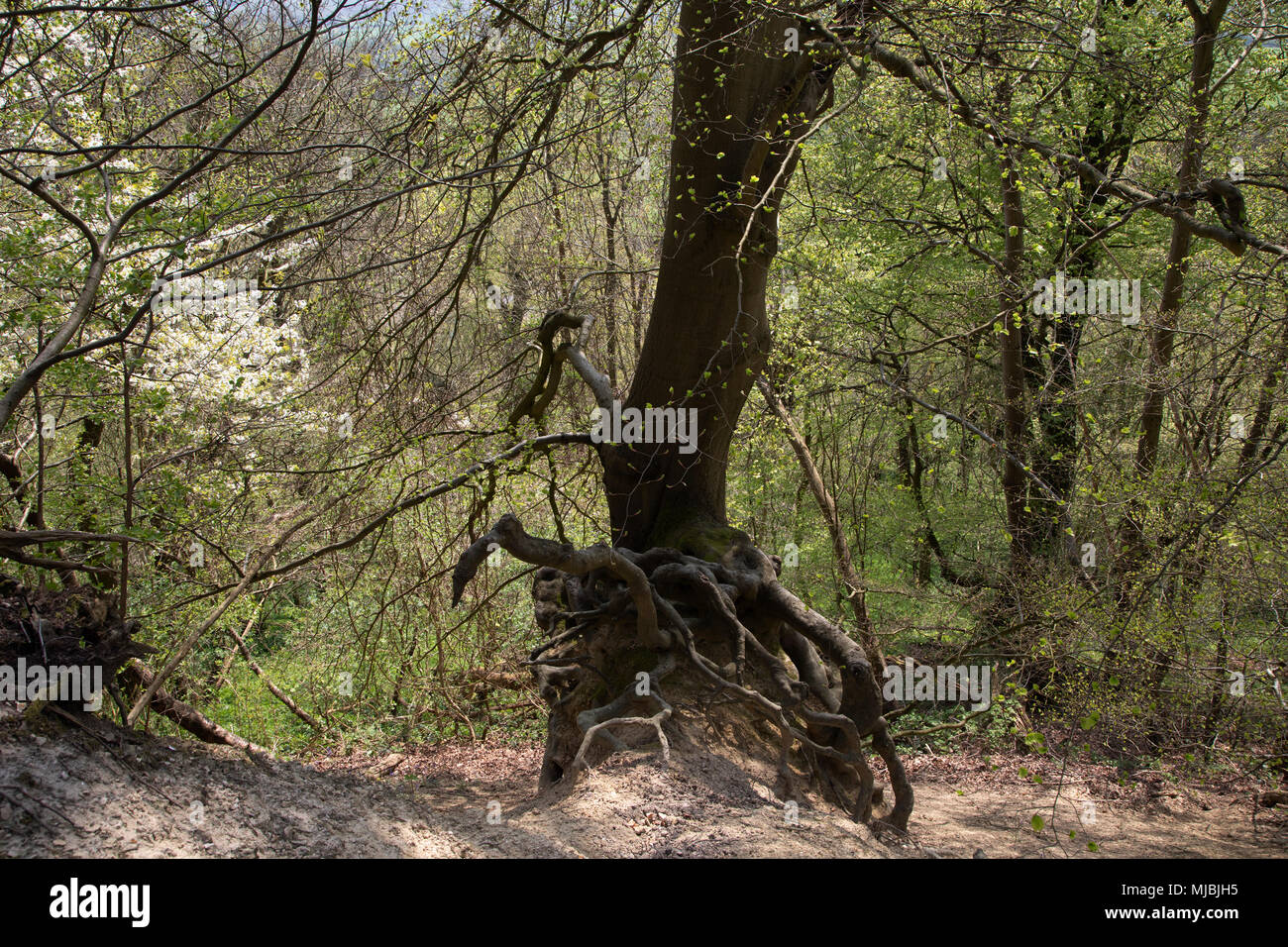 Landscape view of knotted tree in the countryside in Kent at Underriver ...