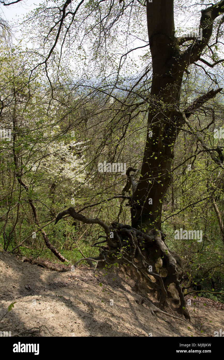 Landscape view of knotted tree in the countryside in Kent at Underriver ...