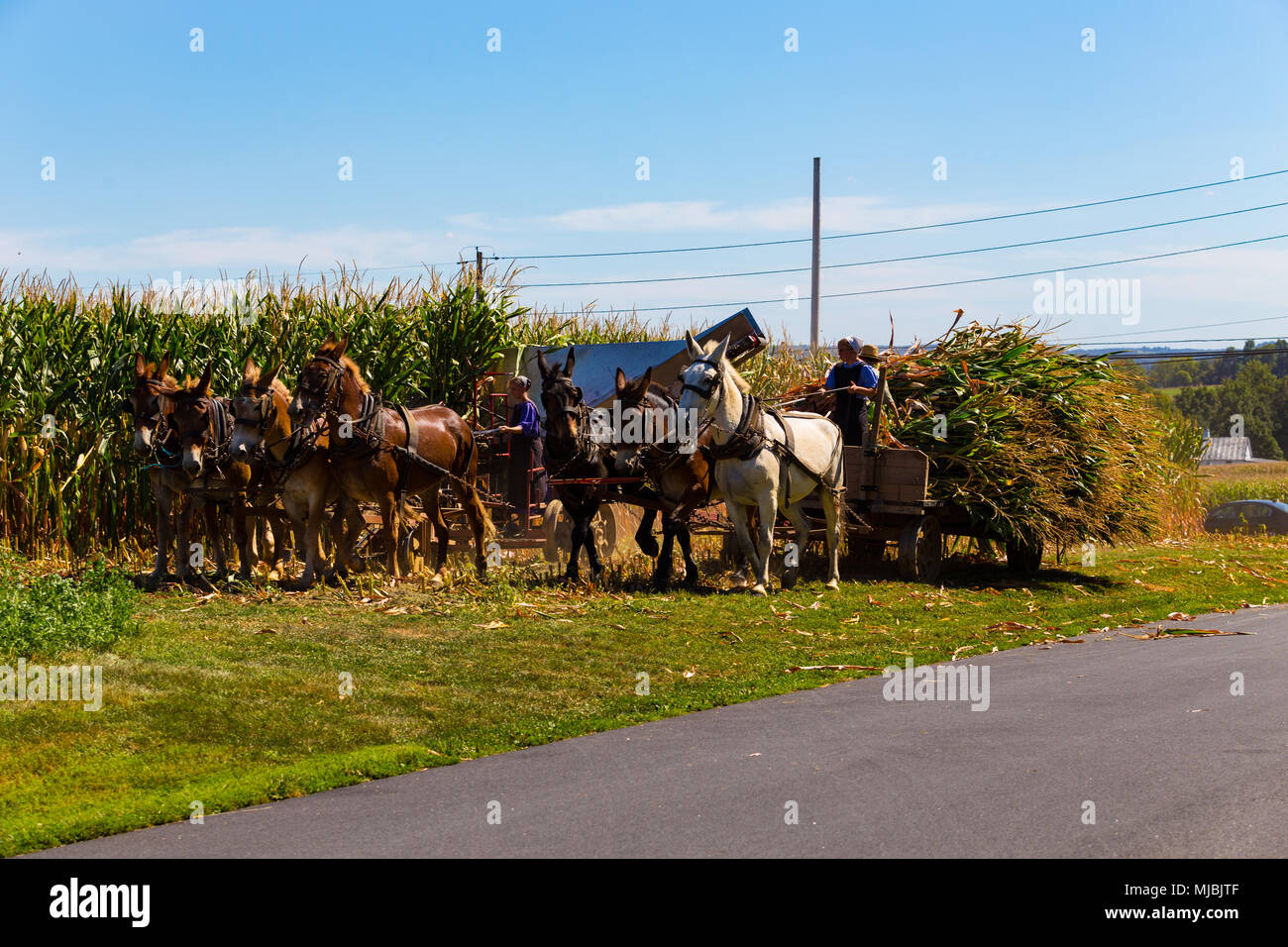 Witmer, PA, USA - September 12, 2016: Amish farmers pick, cut, and ...