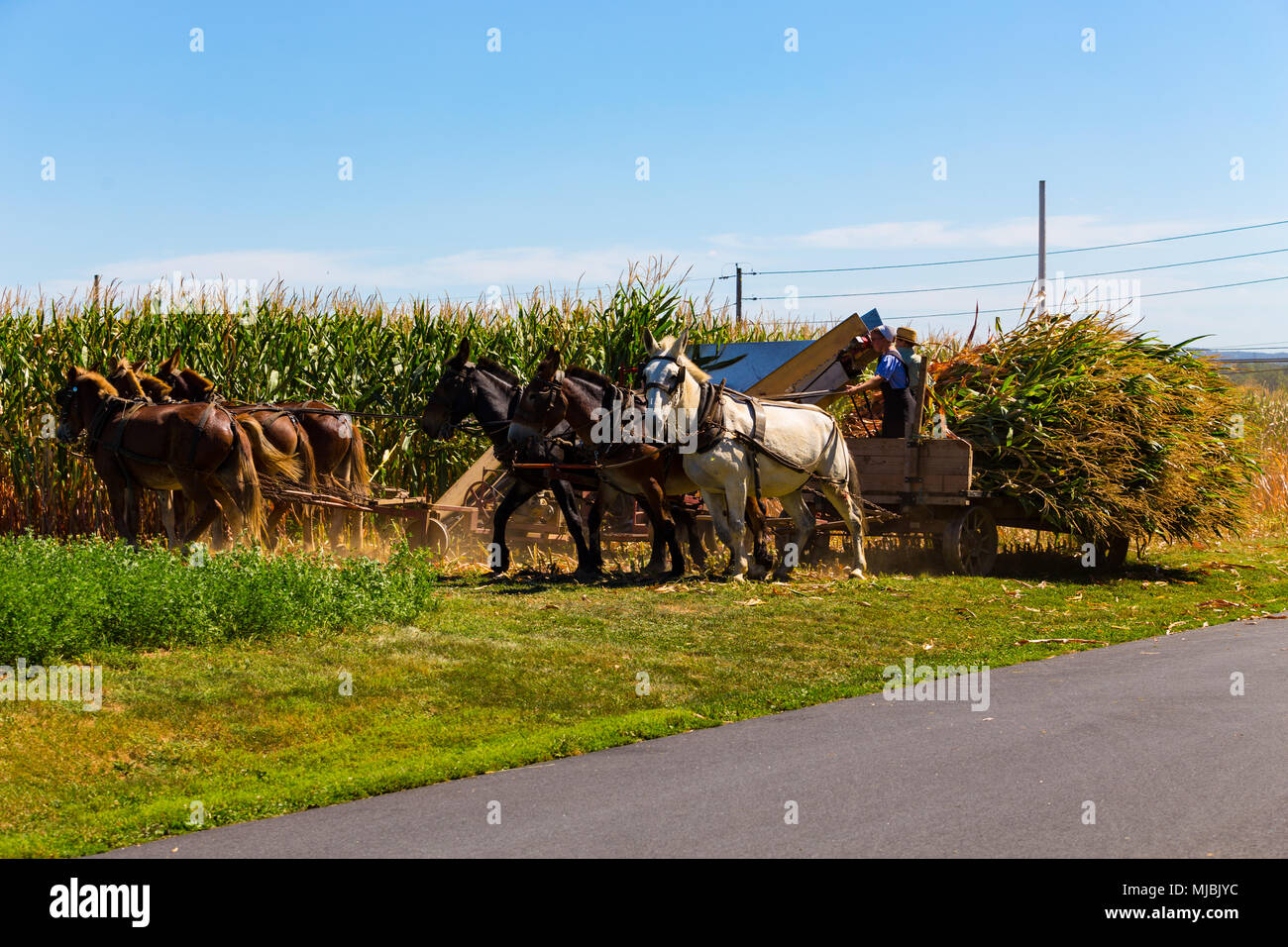 Witmer, PA, USA - September 12, 2016: Amish farmers pick, cut, and ...