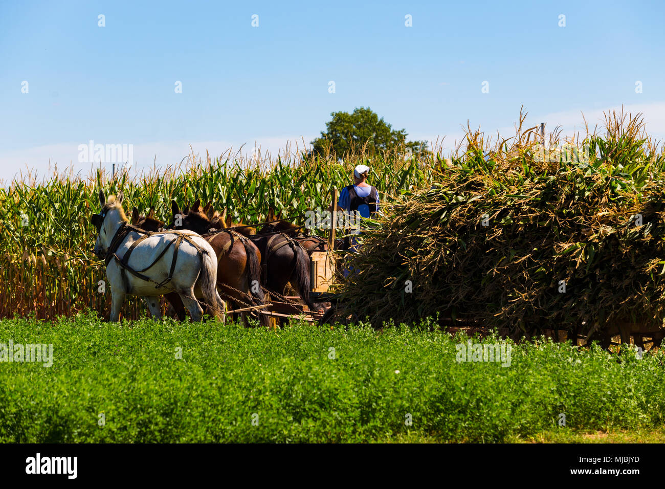 Witmer, PA, USA - September 12, 2016: Amish farmers pick, cut, and ...