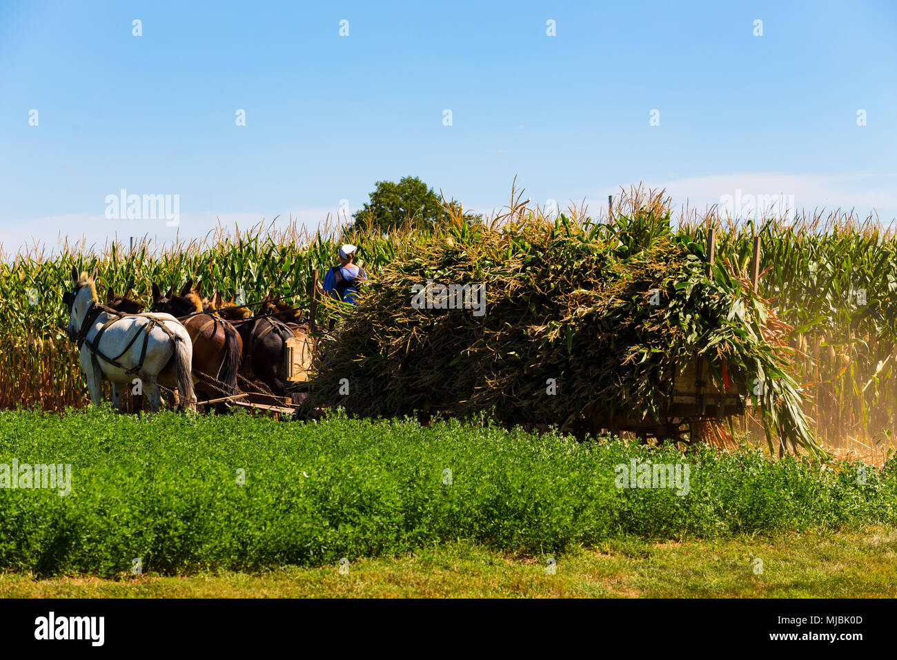 Witmer hi-res stock photography and images - Alamy