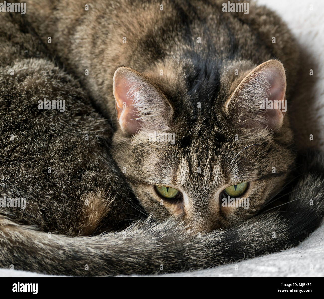 Square image of domestic cat resting Stock Photo - Alamy