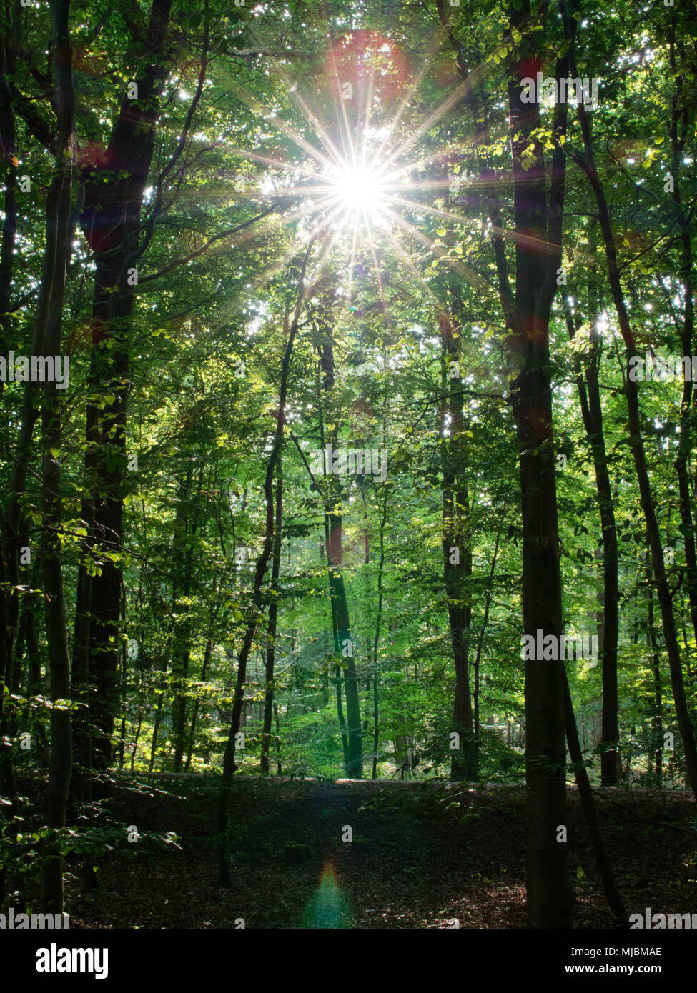 sunrays through the beech trees Stock Photo - Alamy