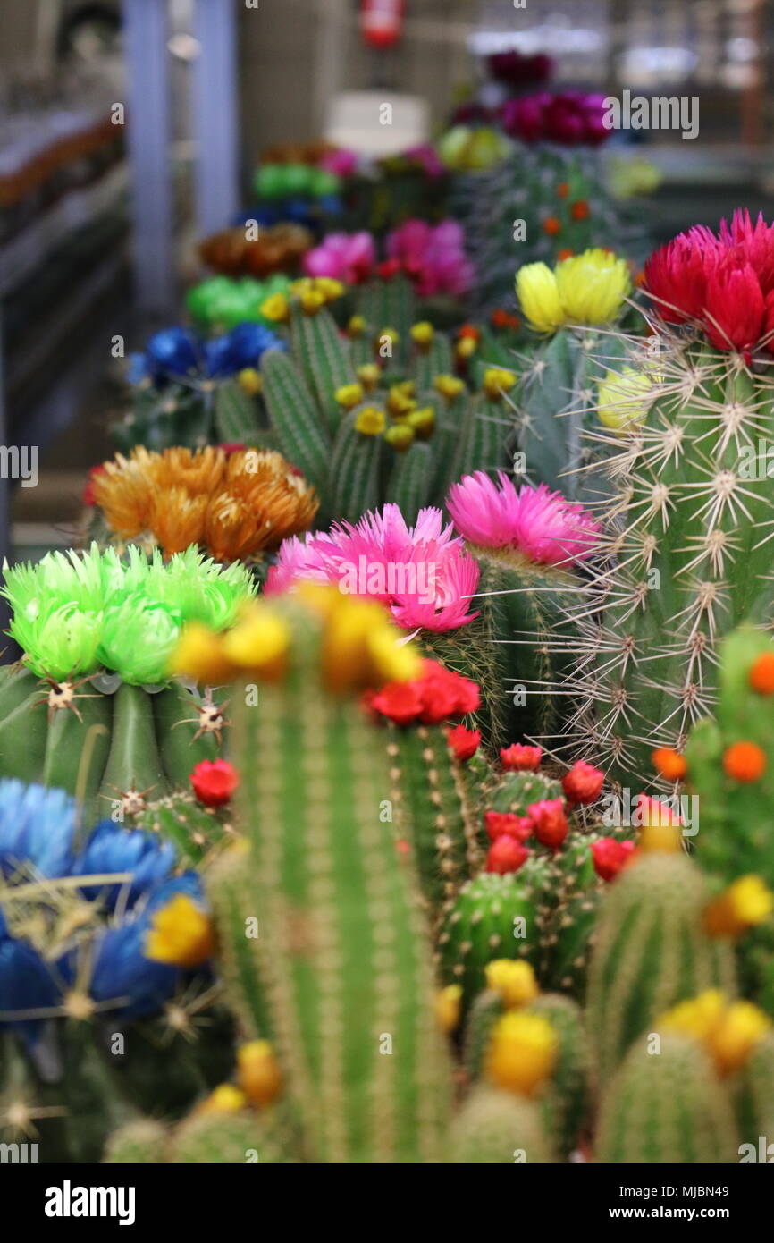 Flowering succulents hi-res stock photography and images - Alamy