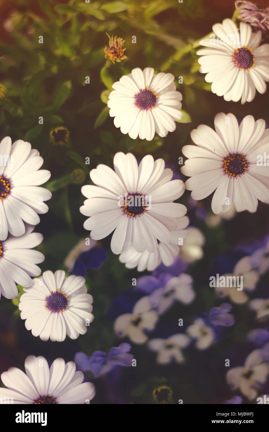 Garden serentity hi-res stock photography and images - Alamy