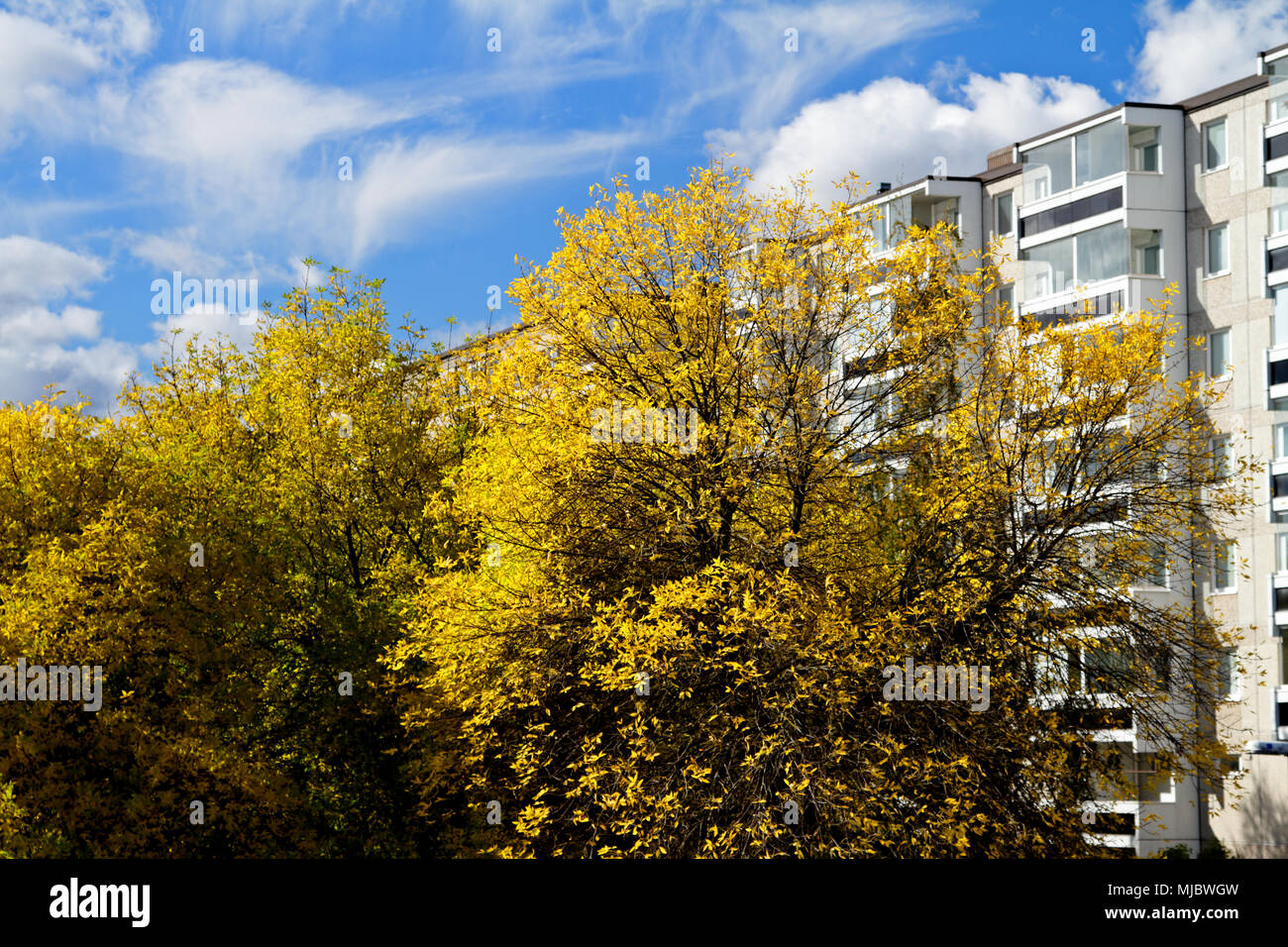 Apartment building behind yellow trees in city Stock Photo - Alamy