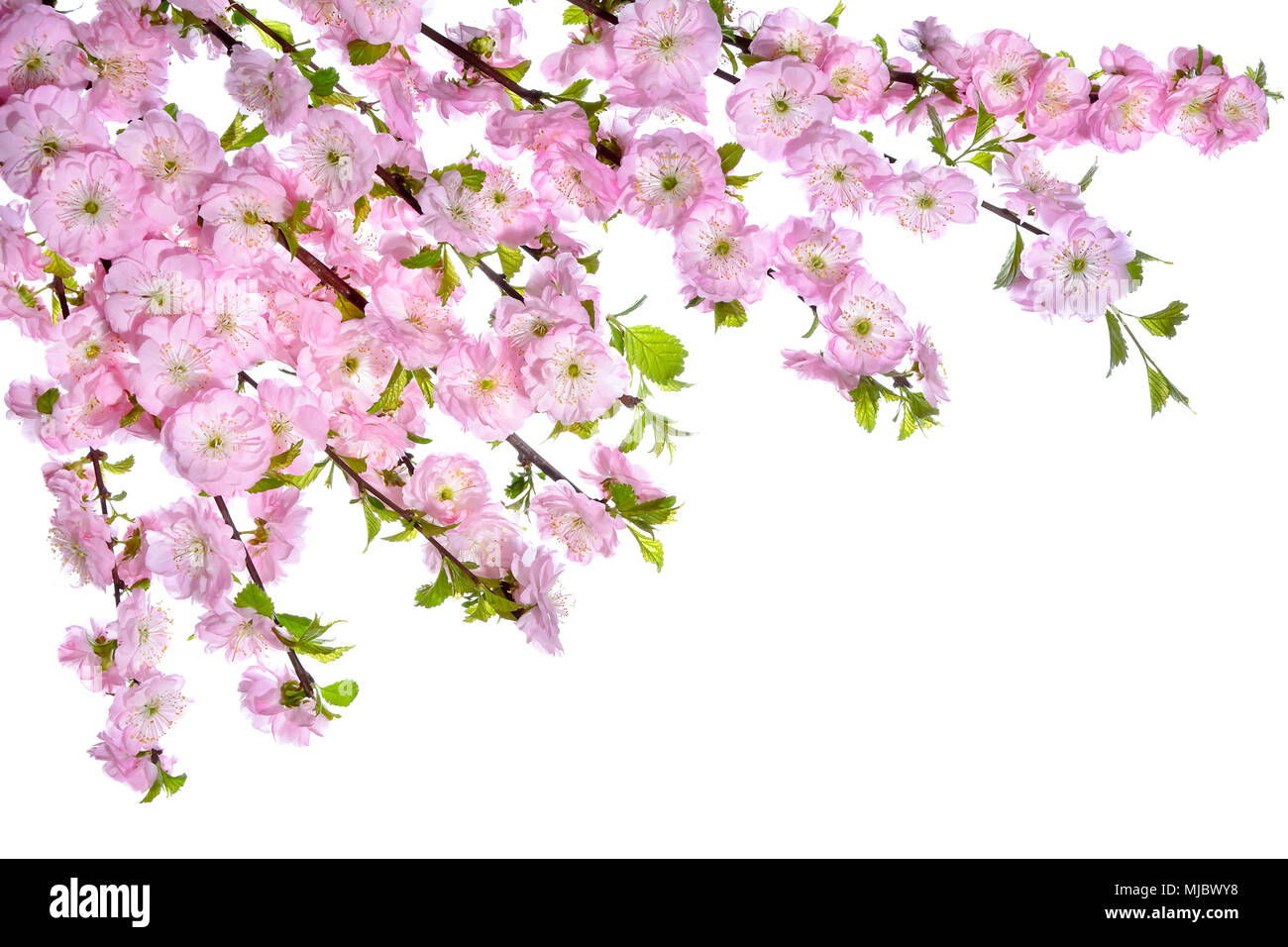 Almond wallpaper hi-res stock photography and images - Alamy