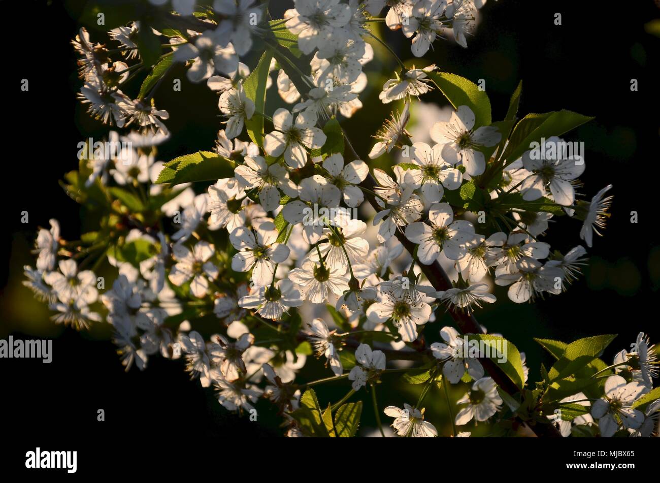 Prunus Cerasus Morello Cherry Blossom in Spring, England, UK Stock ...