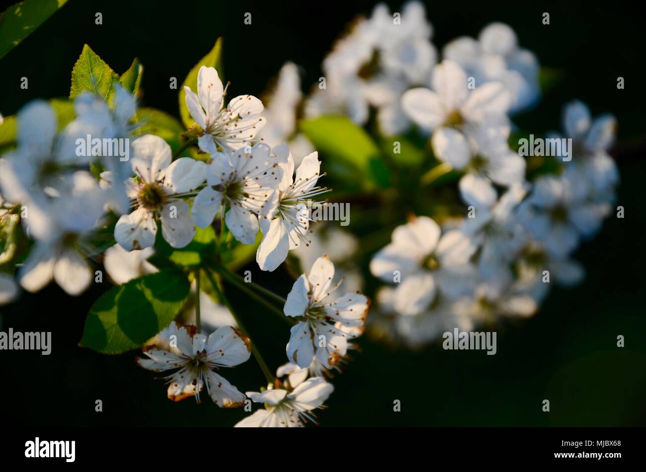 Prunus Cerasus Morello Cherry Blossom in Spring, England, UK Stock ...