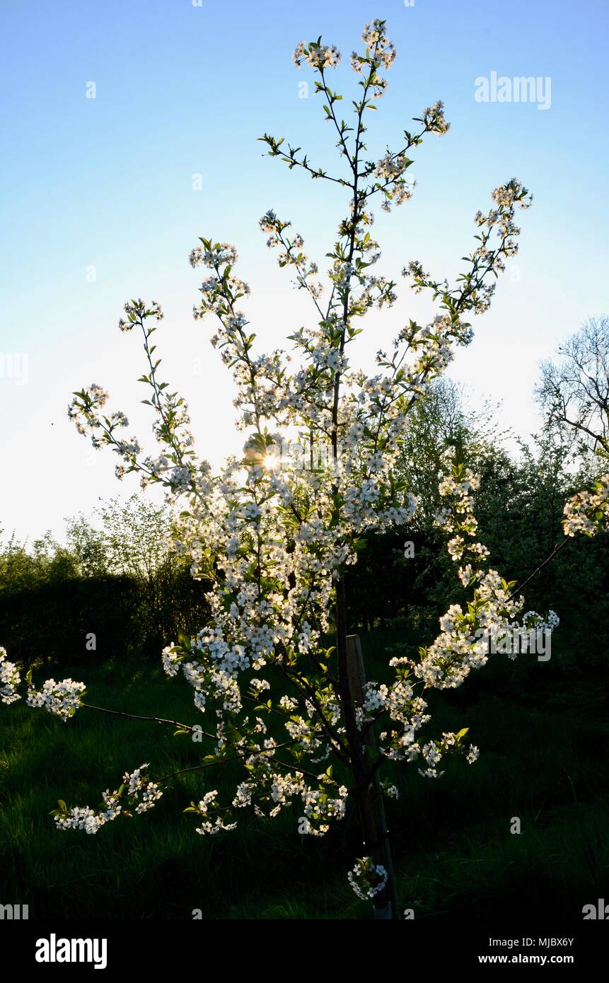Prunus Cerasus Morello Cherry Blossom in Spring, England, UK Stock ...