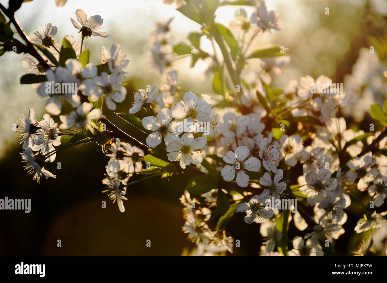 Prunus cerasus ‘morello’ hi-res stock photography and images - Alamy