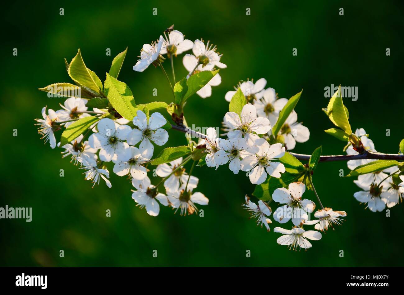 Prunus cerasus morello hi-res stock photography and images - Alamy