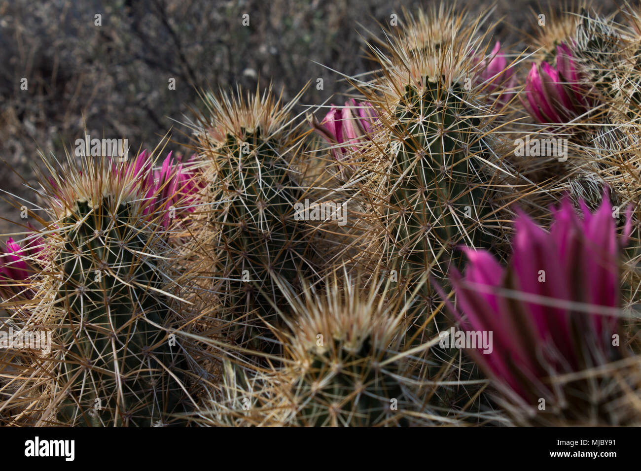 El cacto hi-res stock photography and images - Alamy