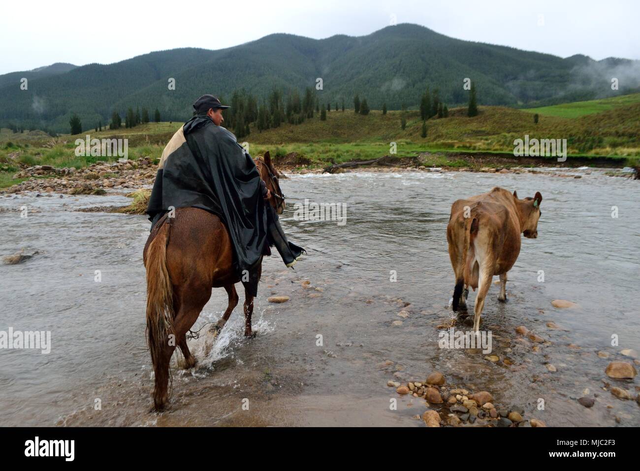Milking cow in GRANJA PORCON - Evangelical cooperative - Department of ...