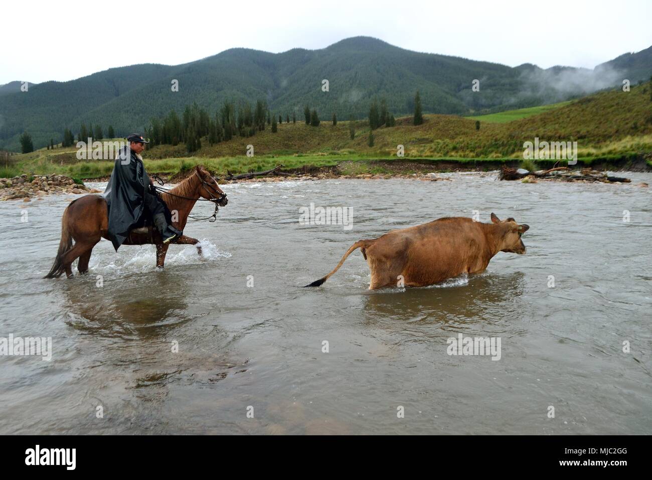Milking cow in GRANJA PORCON - Evangelical cooperative - Department of ...