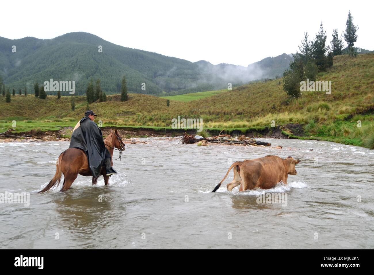 Milking cow in GRANJA PORCON - Evangelical cooperative - Department of ...