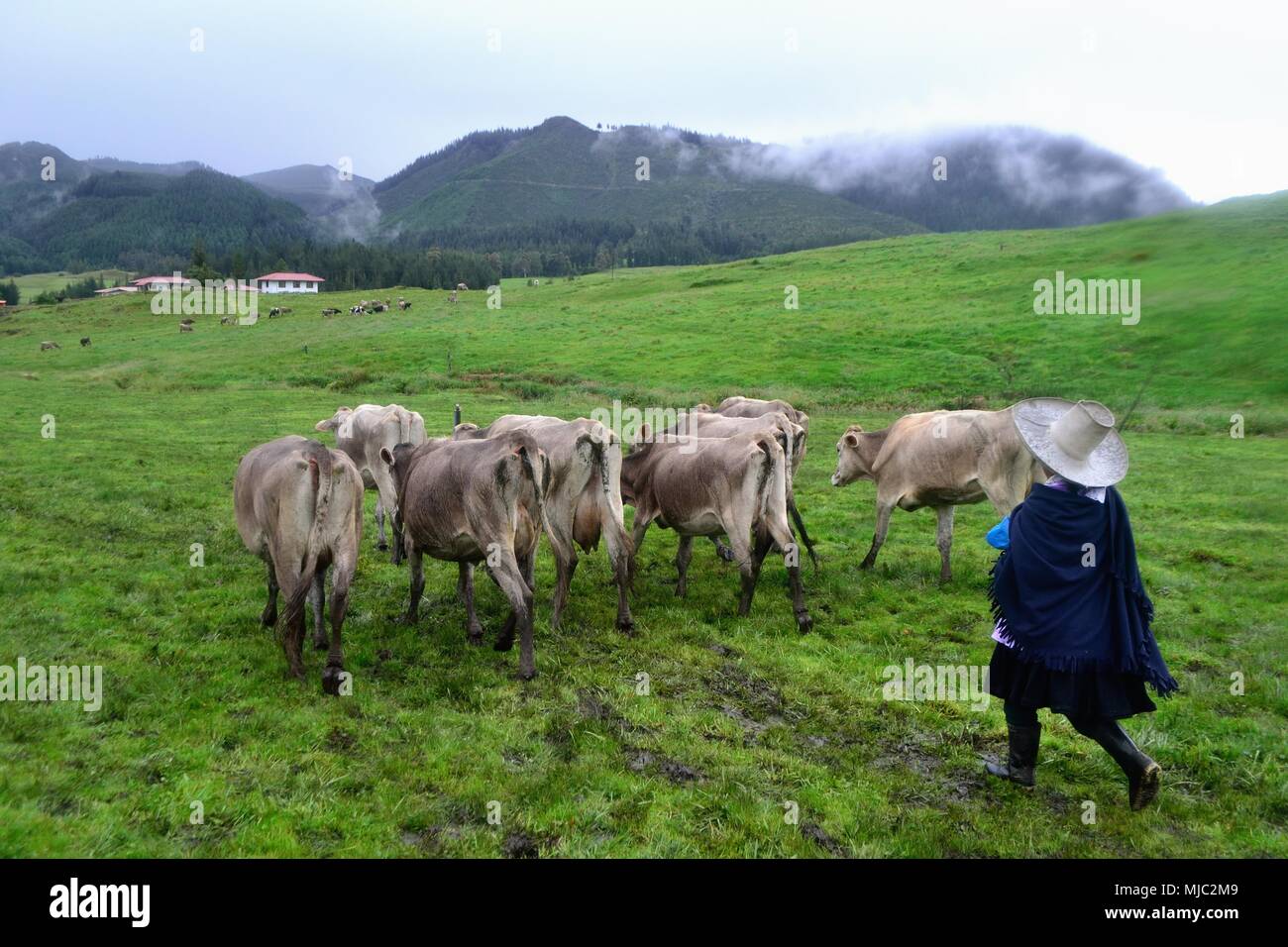 Milking cow in GRANJA PORCON - Evangelical cooperative - Department of ...