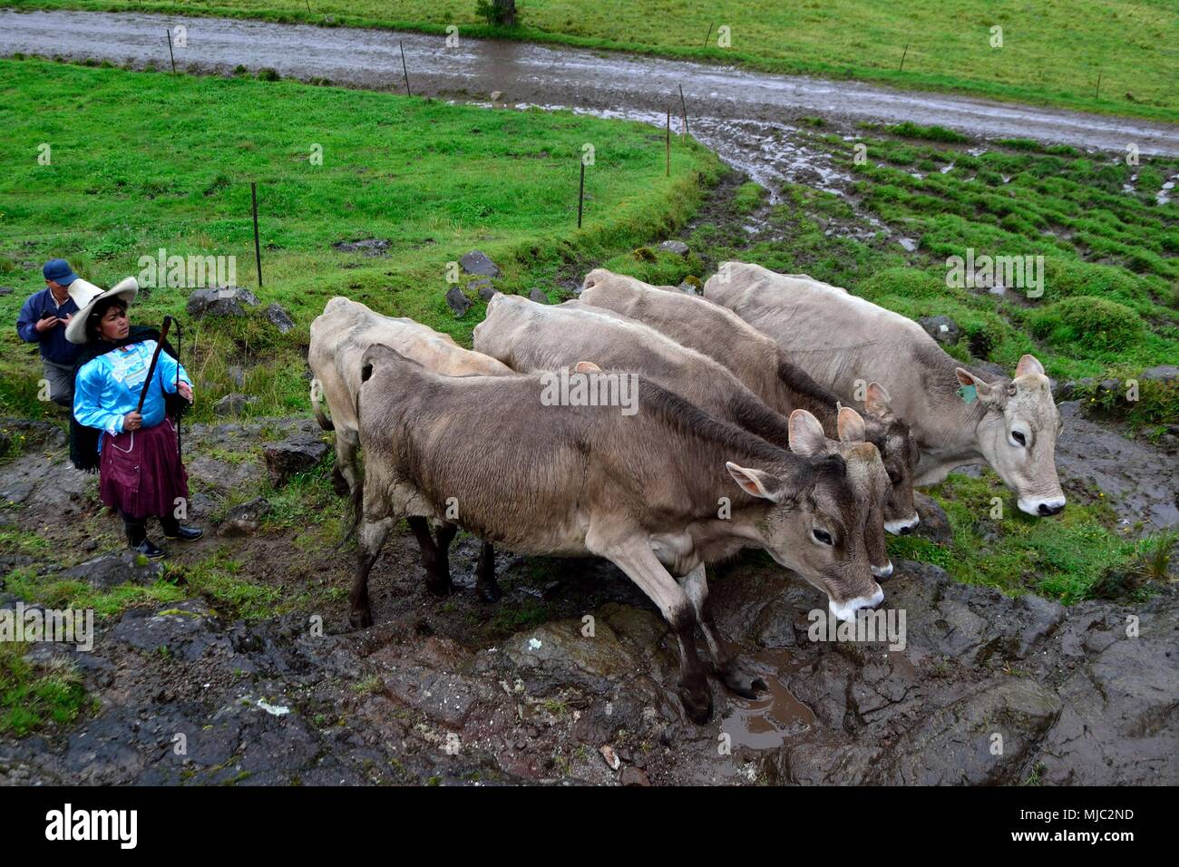 Milking cow in GRANJA PORCON - Evangelical cooperative - Department of ...