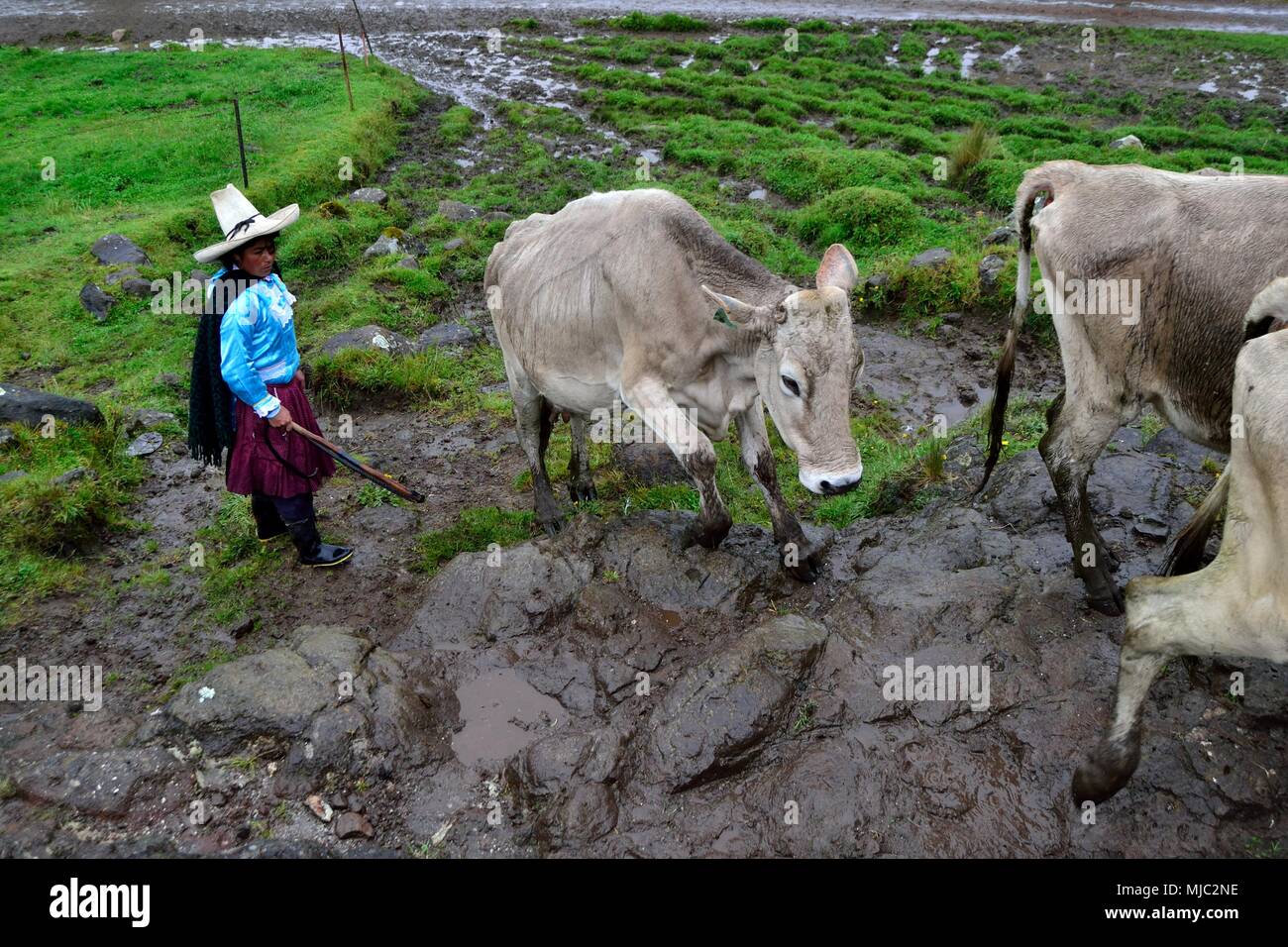Rain forest south america cattle hi-res stock photography and images ...